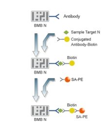 Barcoded Magnetic Bead Technology | Applied BioCode