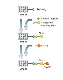 Barcoded Magnetic Bead Technology | Applied BioCode