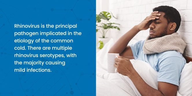 What Pathogen Causes the Common Cold?